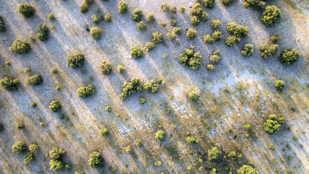 New Mangrove Forest Opens in Dubai | Retail & Leisure International