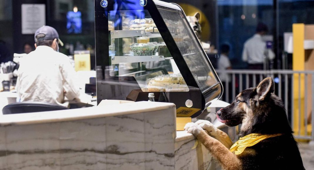 Riyadh’s First Dog Café Opens Its Doors - Retail & Leisure International